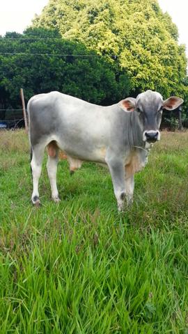 Garrote é furtado e abatido na zona rural de Itapagipe - Blog do Portari