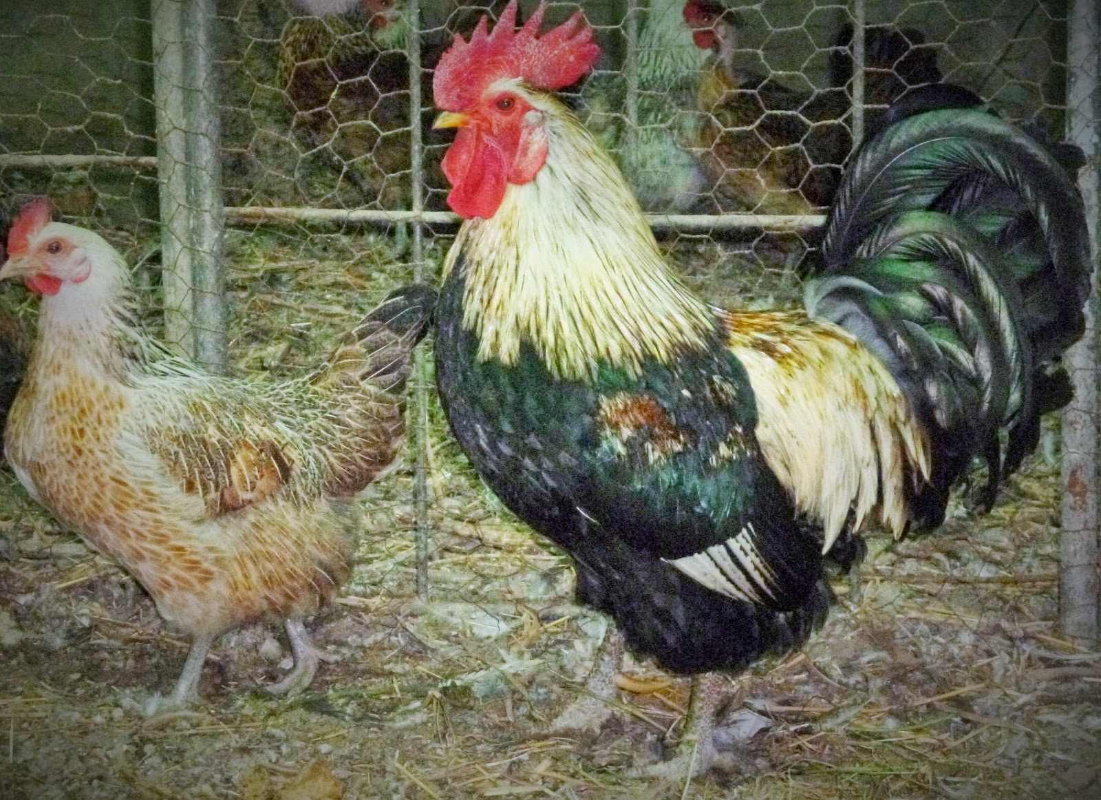 Ladrão furta garnisés, balde, parabólica e panelas de casa no Jardim ...